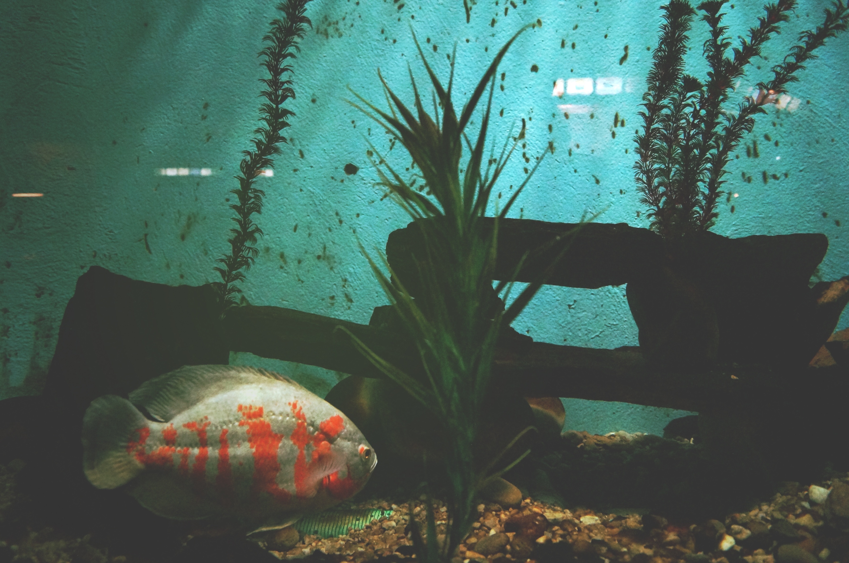 153 Fish! — Today Daily Devotional