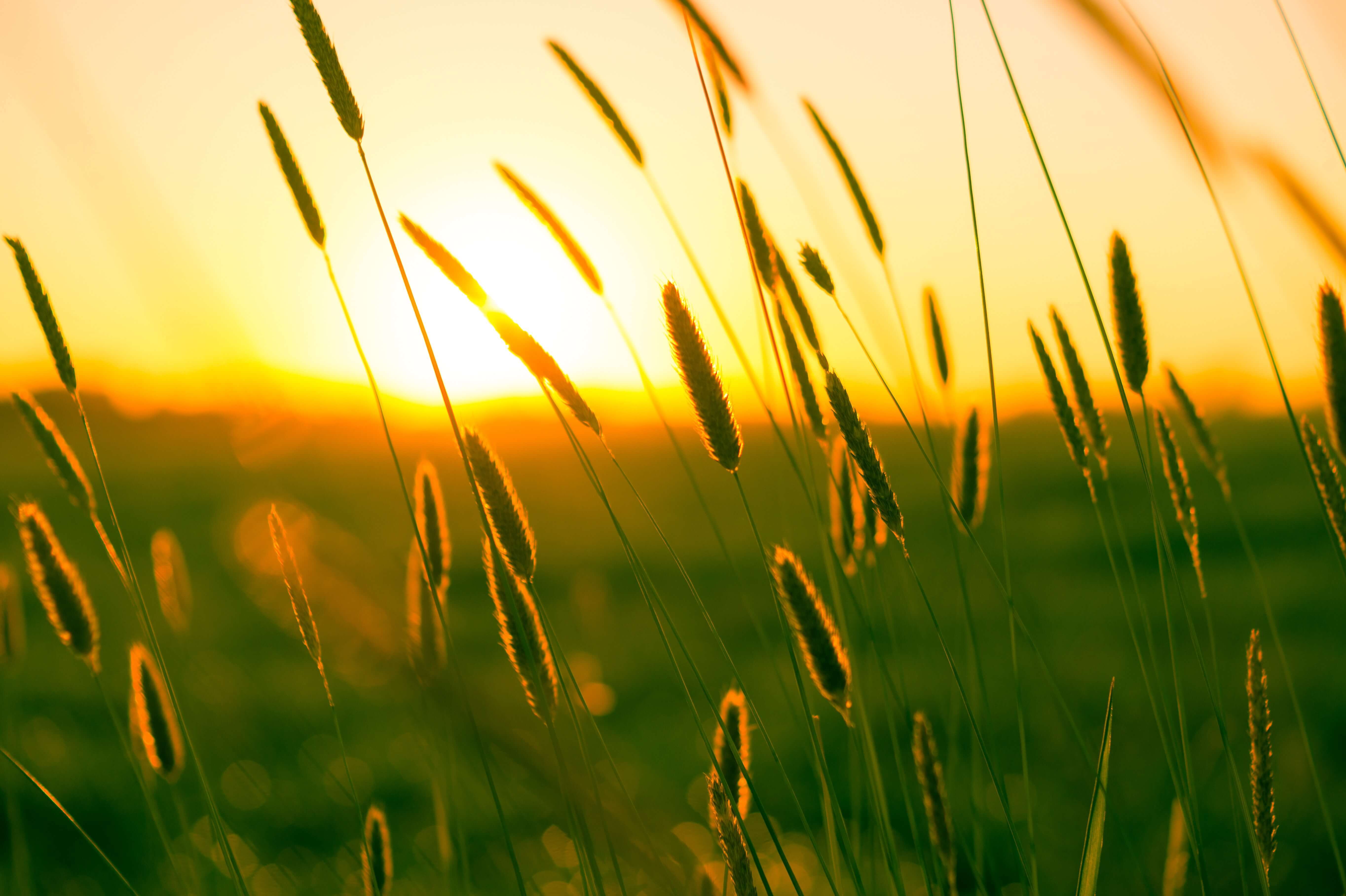 A Sacrifice of Praise — Today Daily Devotional