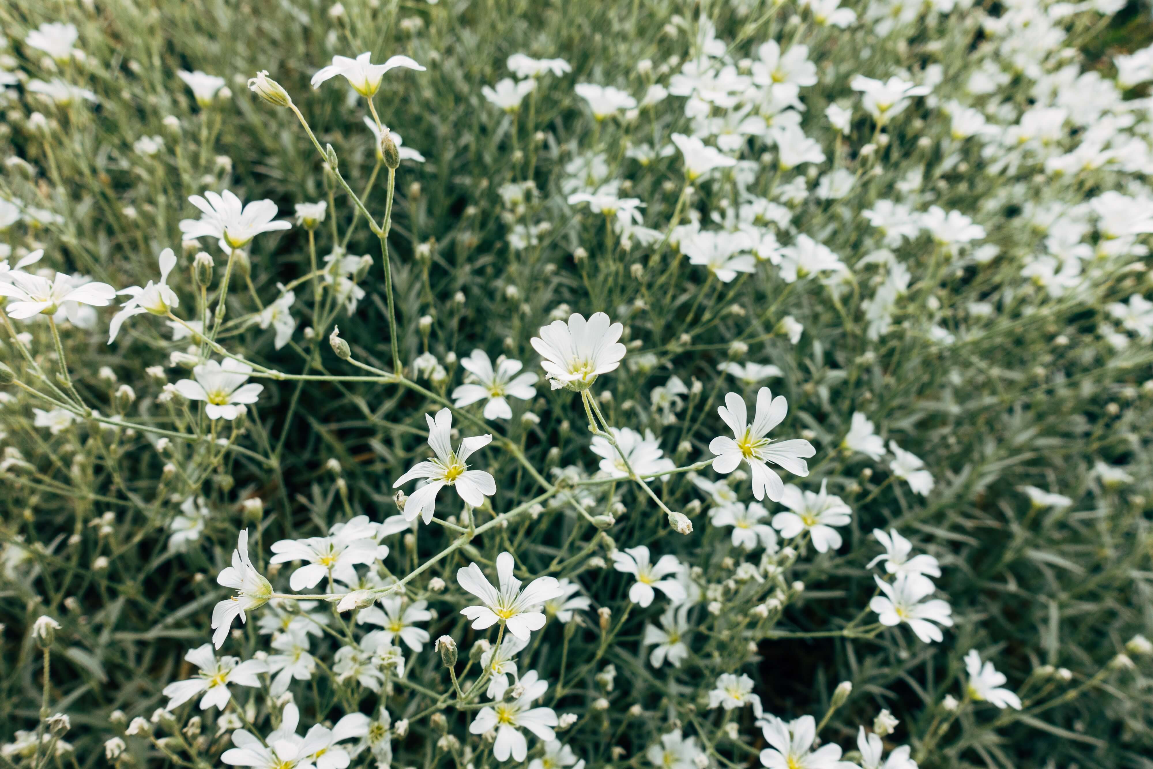 Longing for Home — Today Daily Devotional